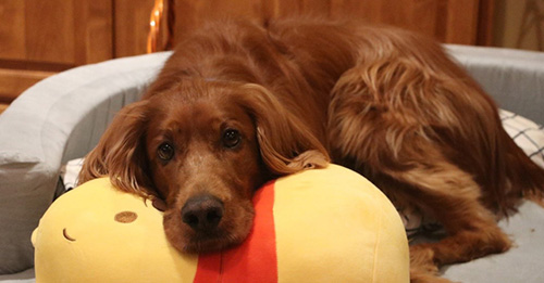 Ginger’s 7th Birthday