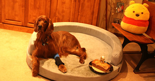 Happy Birthday Ginger